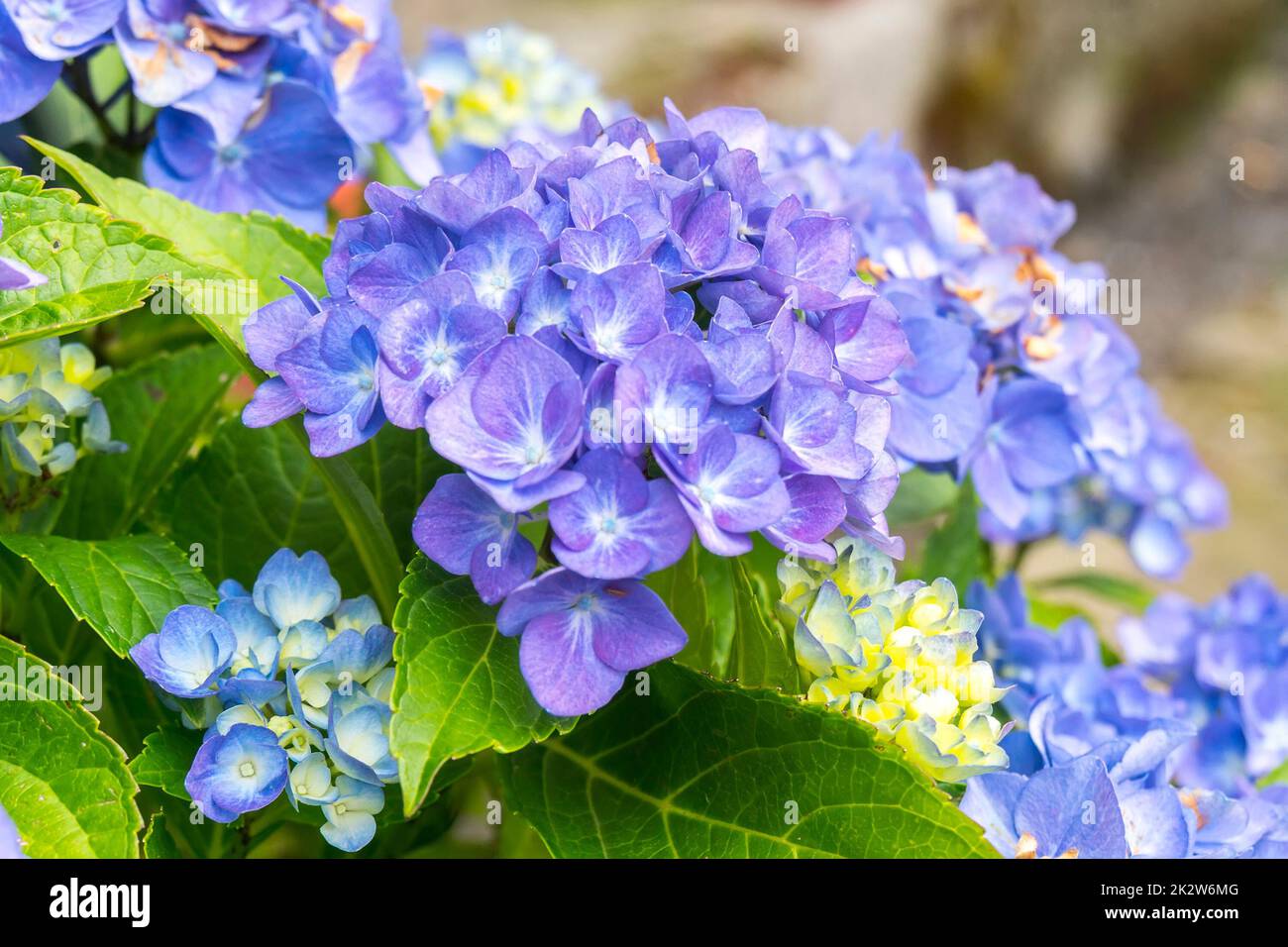 Beautiful blue hydrangeas glowing in early summer Stock Photo - Alamy