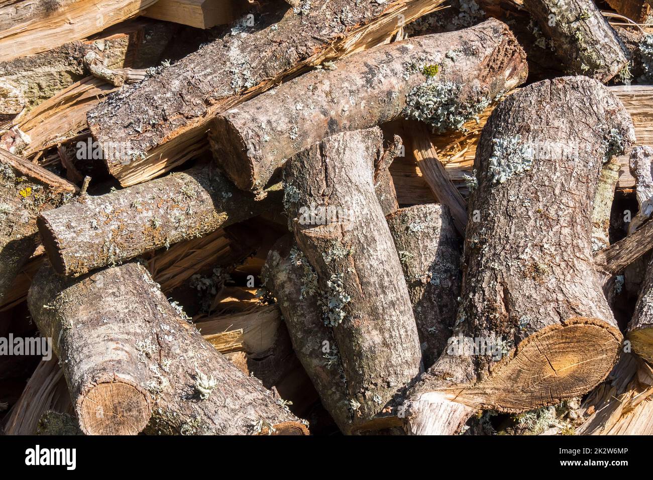 Preparation firewood winter in forest hi-res stock photography and ...