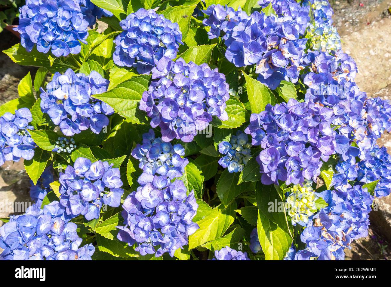 Beautiful blue hydrangeas glowing in early summer Stock Photo - Alamy