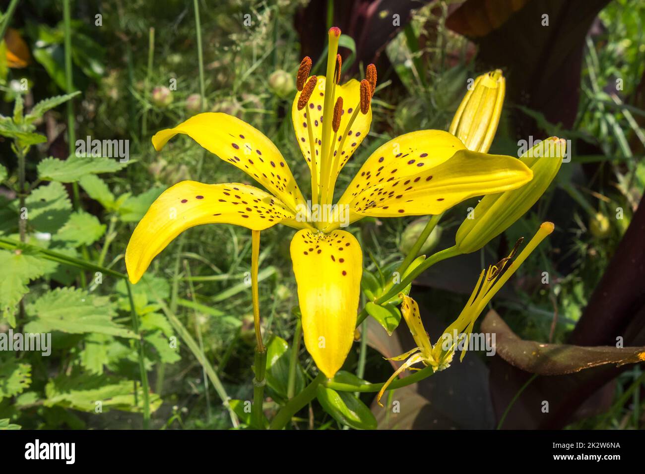 A single Yellow Star Tiger Lily flower in the garden in spring Stock ...