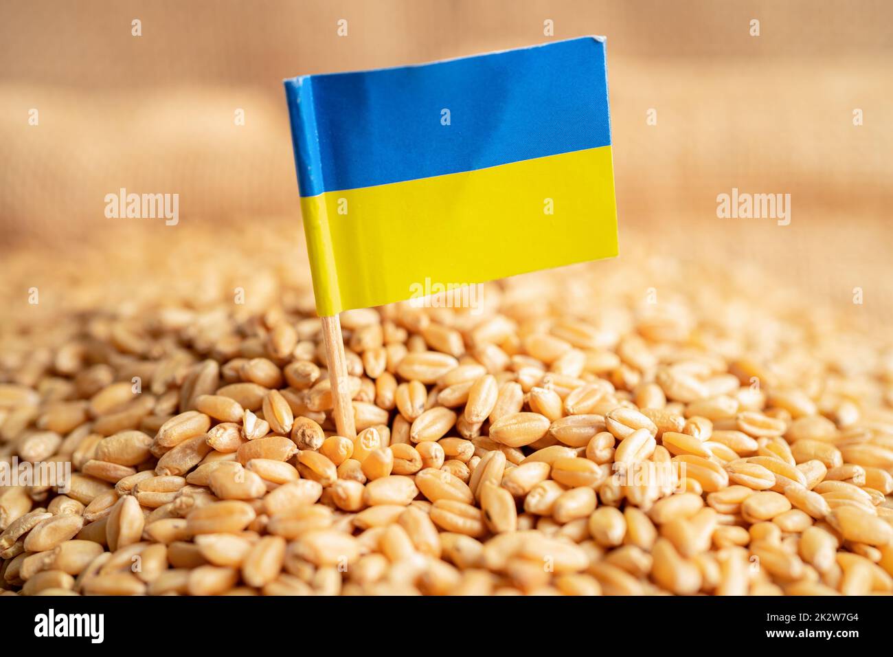 Grains wheat with Ukraine flag, trade export and economy concept Stock ...