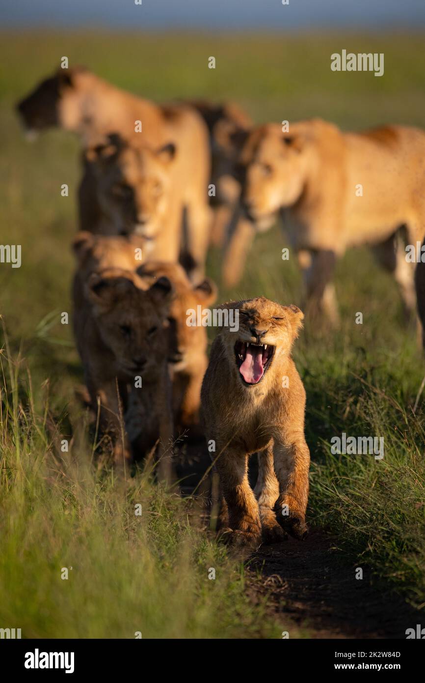 A lion cub leading his family from Topi pride in Masai Mara National ...
