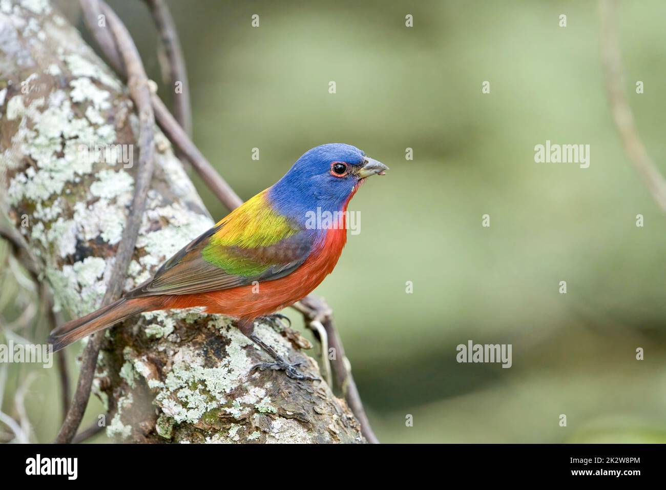 Painted bunting forest hi-res stock photography and images - Alamy