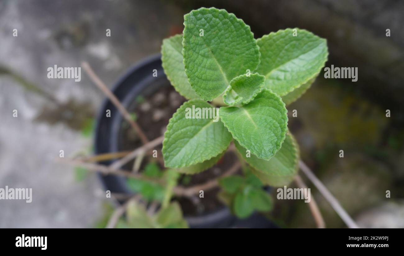 A top view of a peppermint plant growing in a pot Stock Photo - Alamy