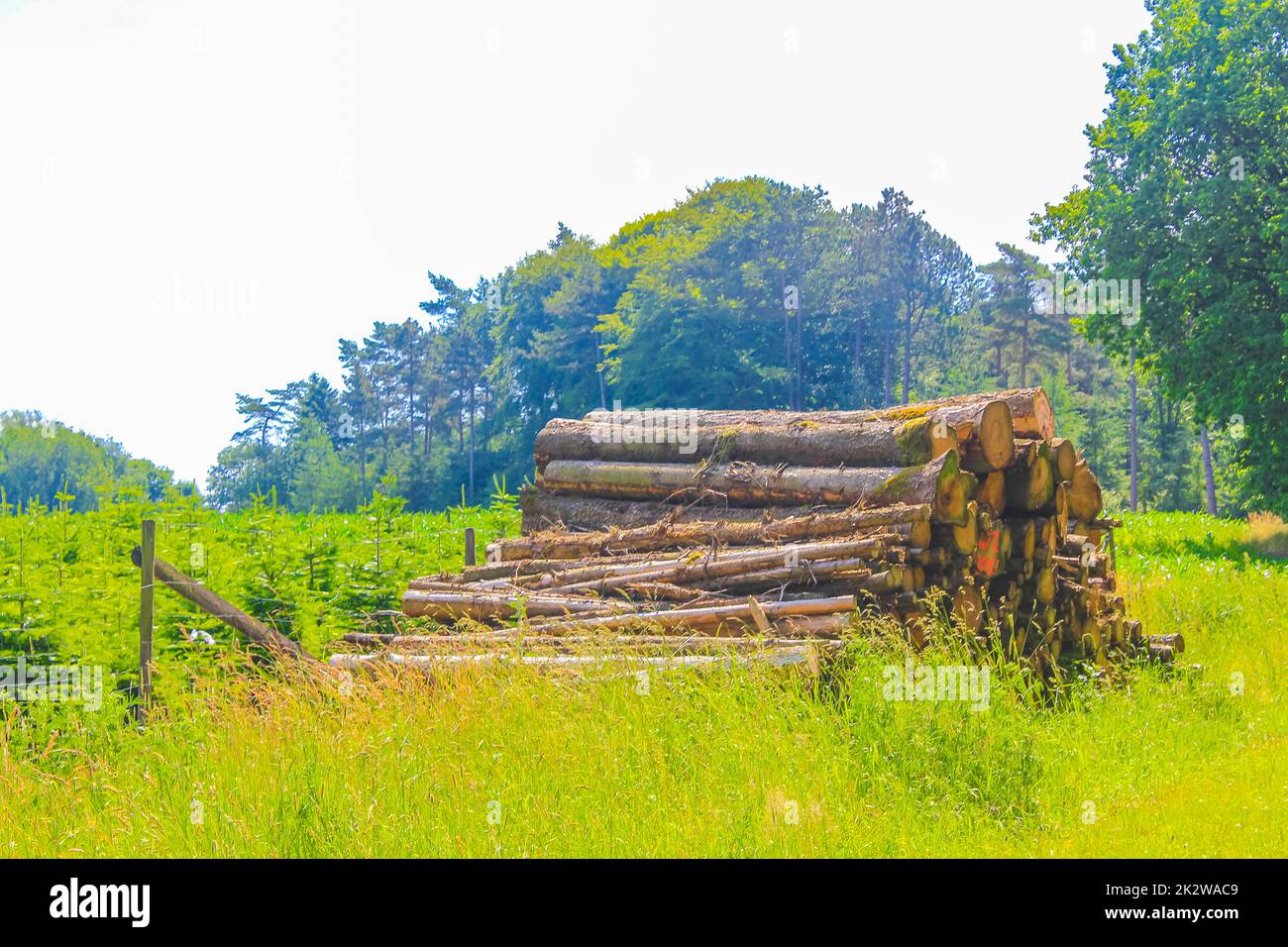 Sawed off and stacked logs tree trunks forest clearing Germany Stock ...