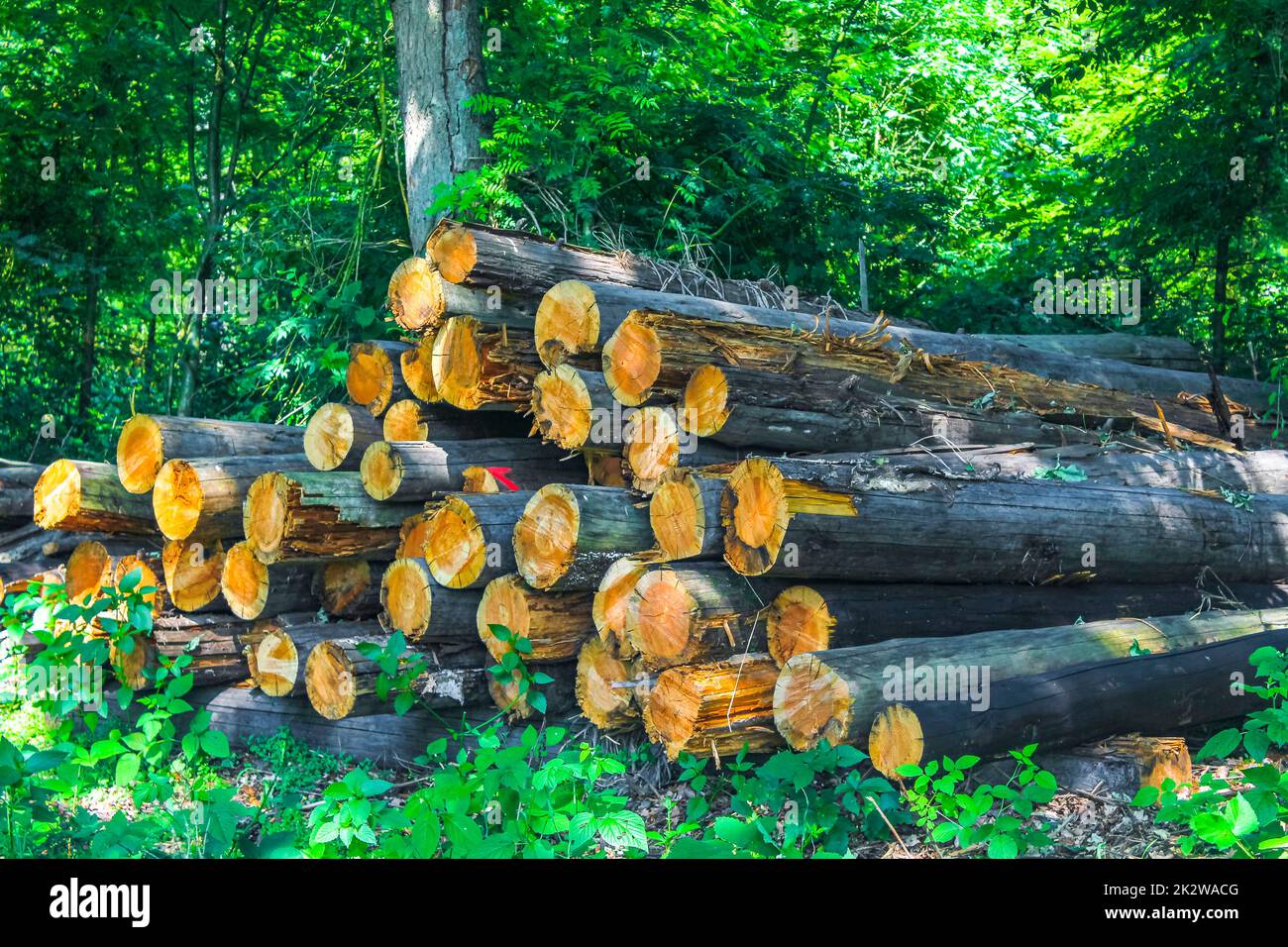 Sawed off and stacked logs tree trunks forest clearing Germany Stock ...