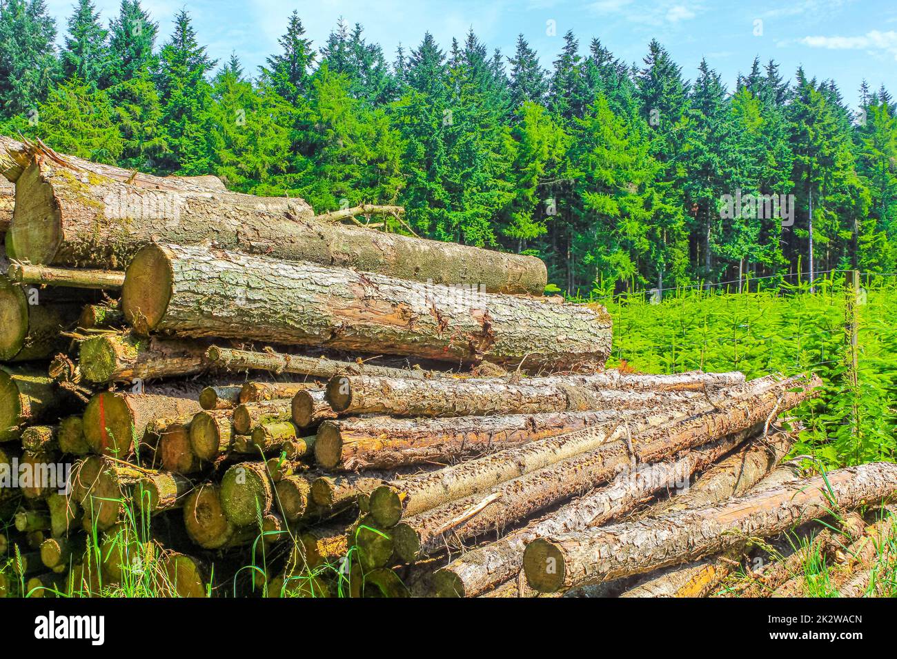 Sawed off and stacked logs tree trunks forest clearing Germany Stock ...