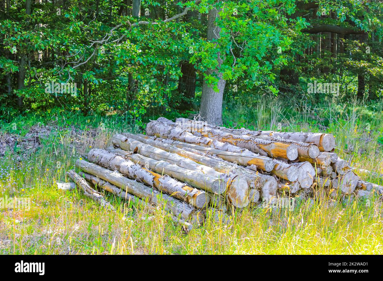 Sawed off and stacked logs tree trunks forest clearing Germany Stock ...