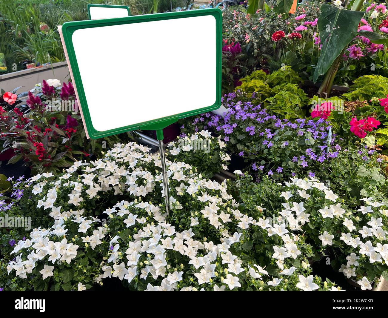 garden flowers on shop shelf with white empty info signage board sign ...
