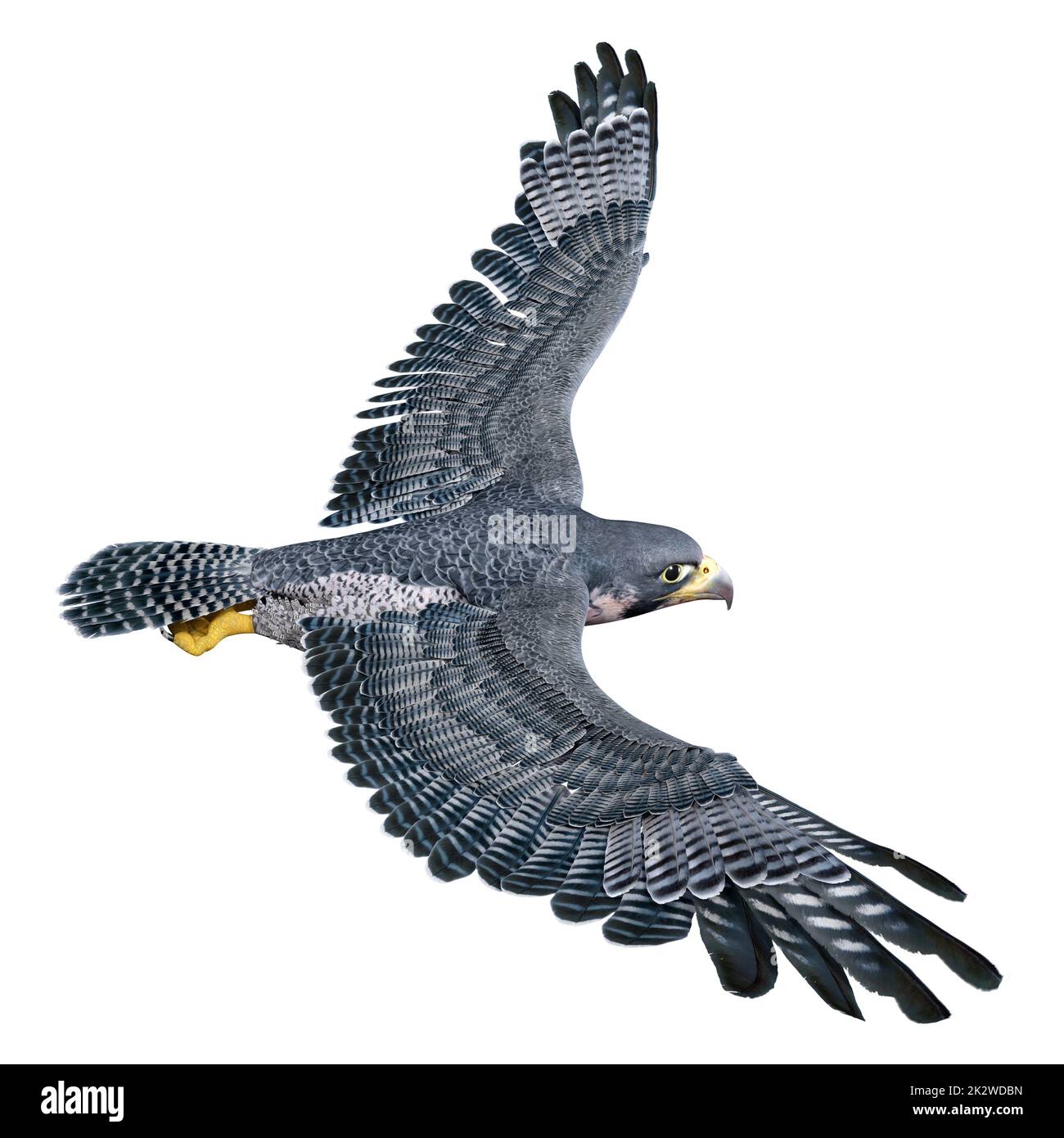 3D Rendering Falcon Bird on White Stock Photo - Alamy