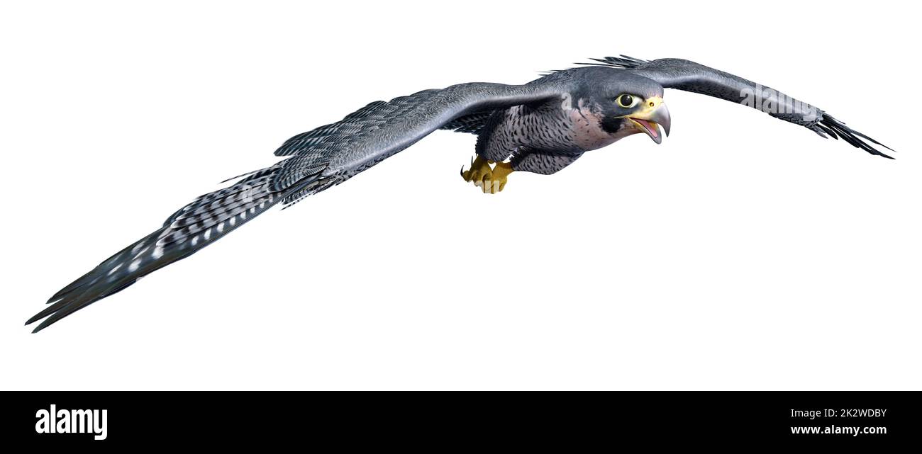 3D Rendering Falcon Bird on White Stock Photo - Alamy