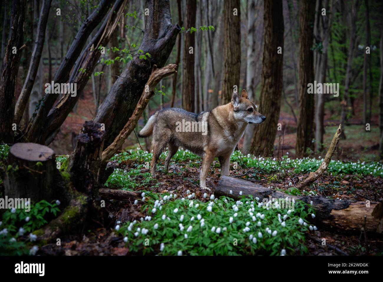Nature German forests in spring Stock Photo - Alamy