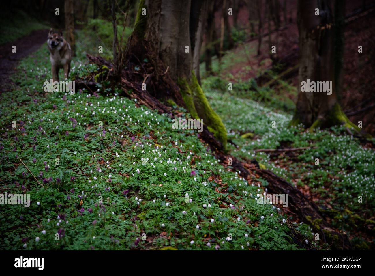 Nature German forests in spring Stock Photo - Alamy