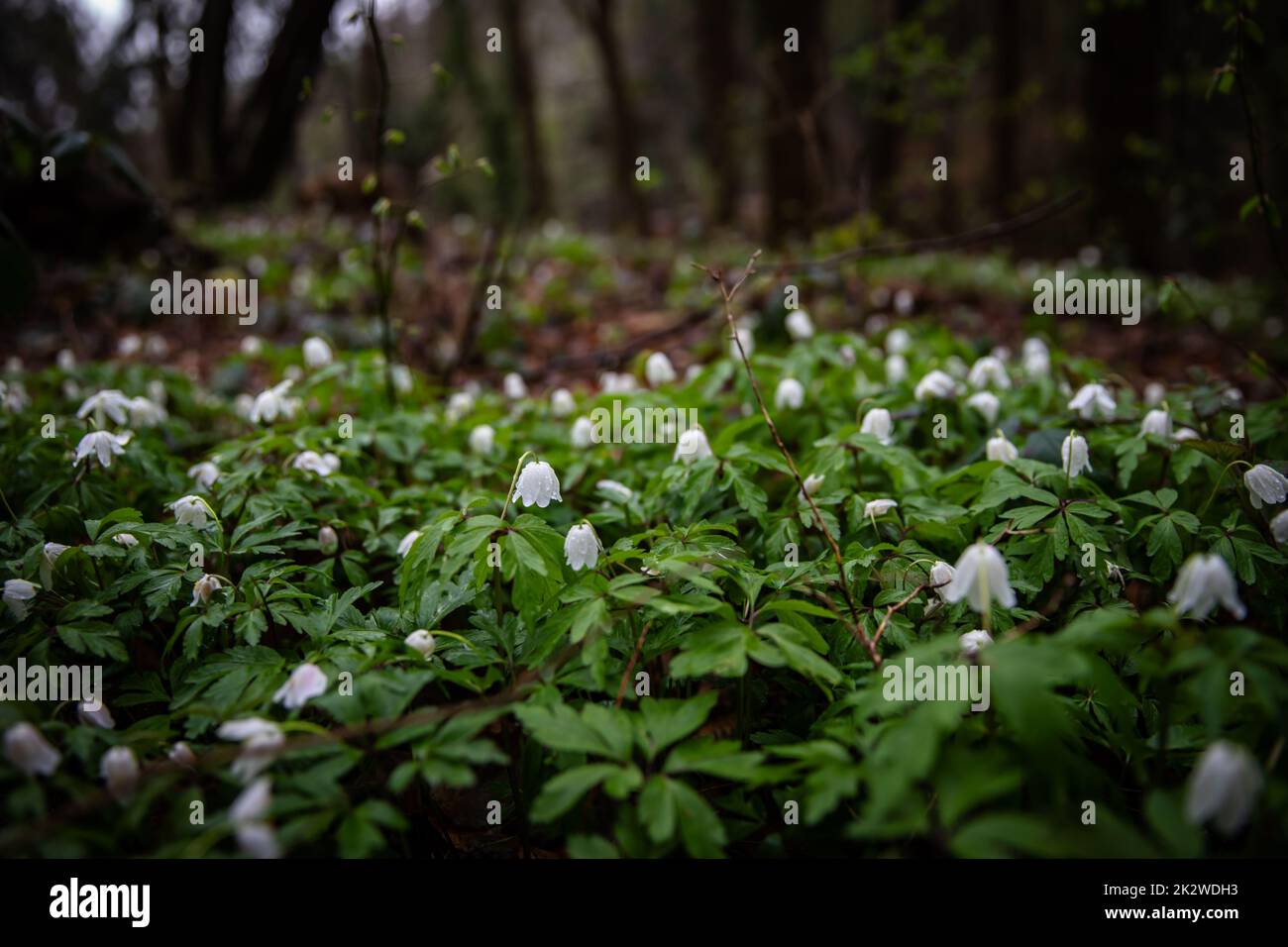 Nature German forests in spring Stock Photo - Alamy