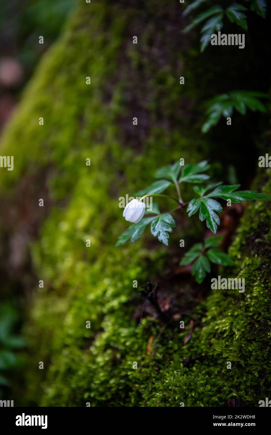 Nature German forests in spring Stock Photo - Alamy