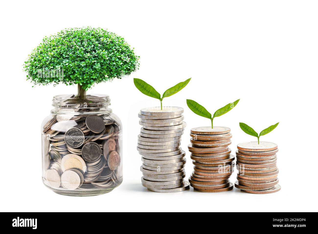Tree plumule leaf on save money coins, Business finance saving banking ...