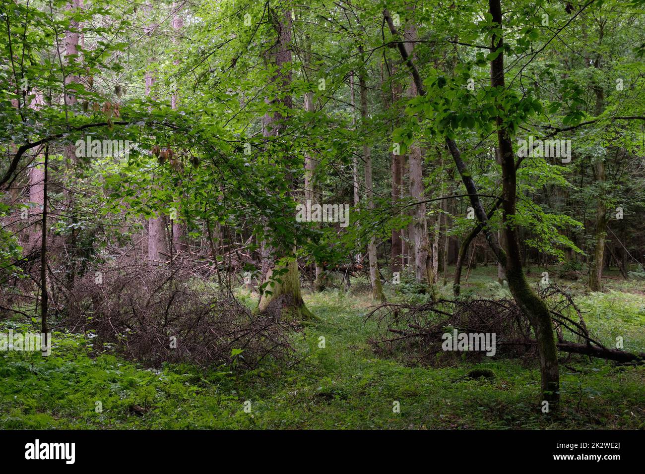 Springtime deciduous stand with old oaks Stock Photo - Alamy