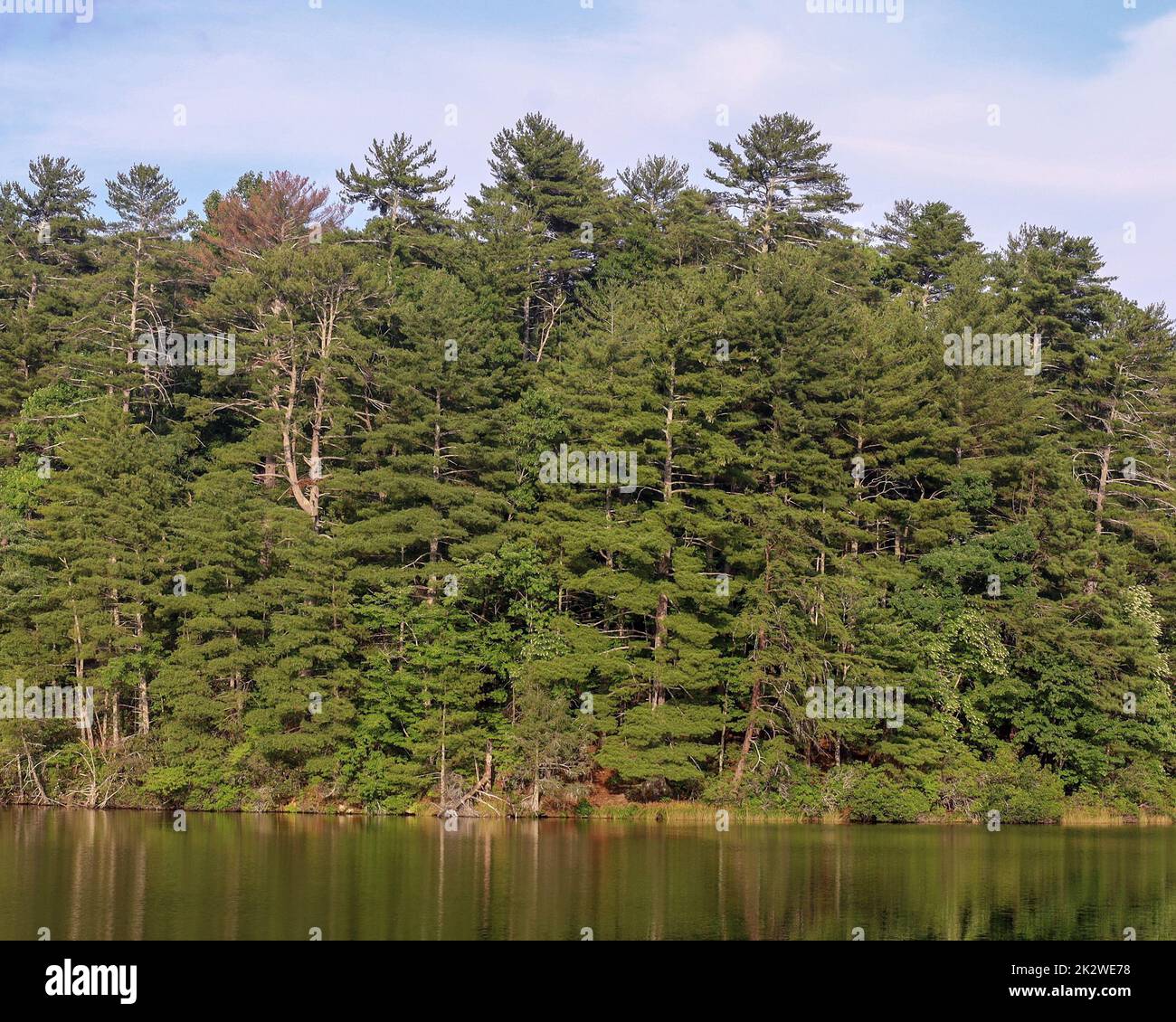 A beautiful lakeside with conifers reflecting in the water Stock Photo ...