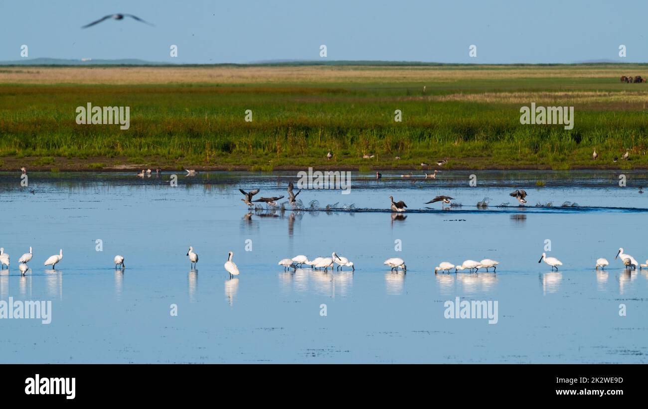 An aerial view of flock of geese and white herons on lake surrounded by ...