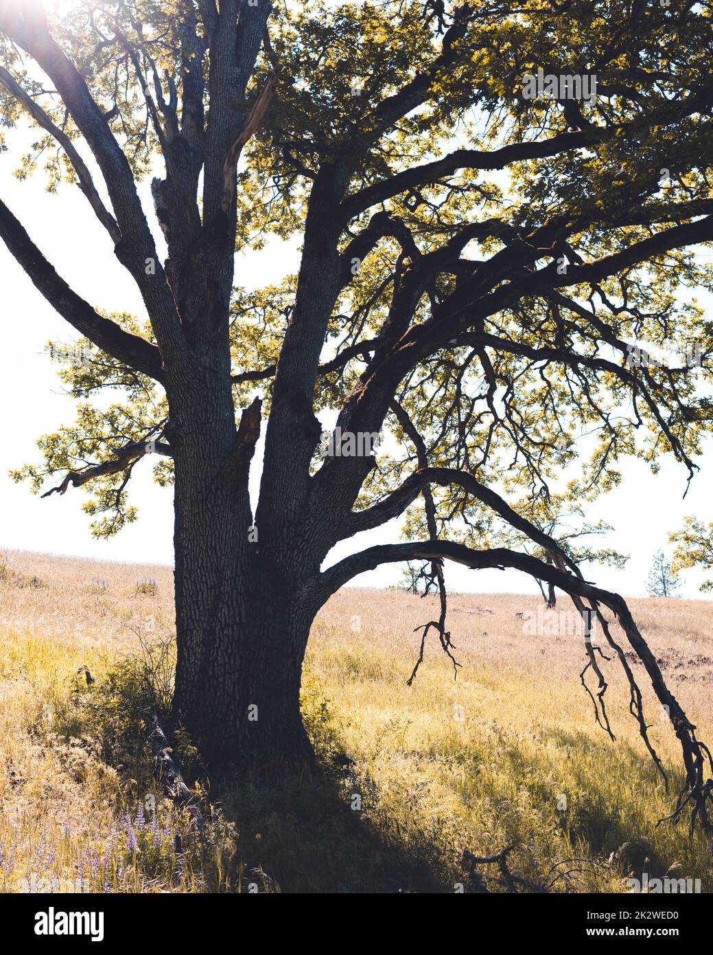 A vertical shot of a stout tree in a field Stock Photo - Alamy