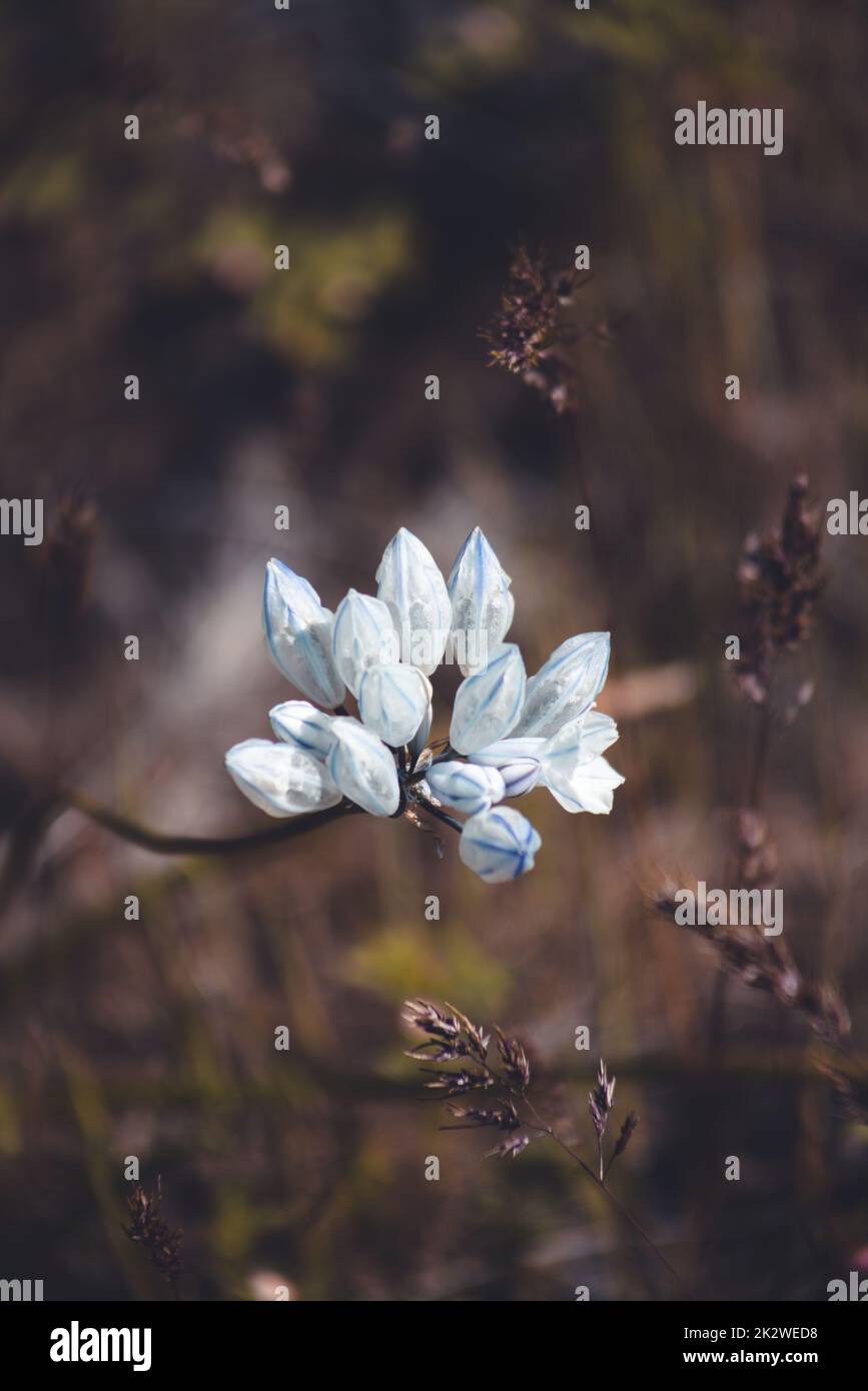 A vertical closeup of white brodiaea (Triteleia hyacinthina) cocoons ...