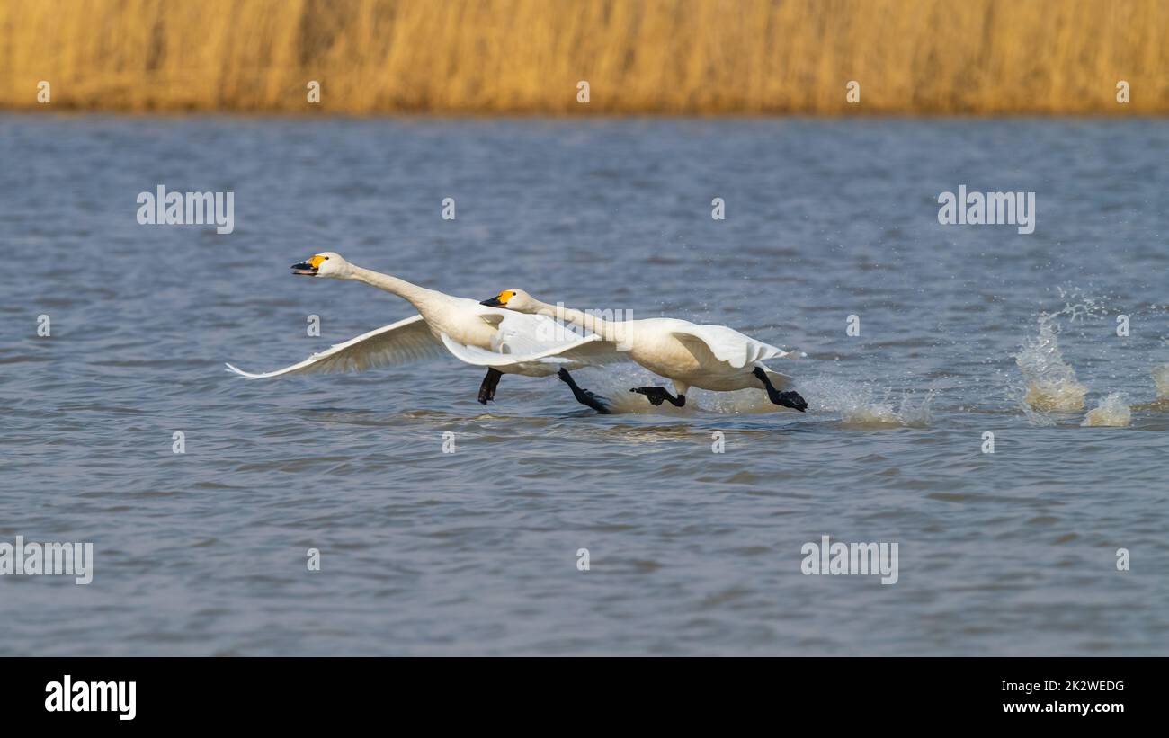 A view of swans flying over water surrounded by grass Stock Photo - Alamy