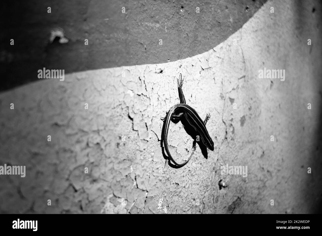 Lizard detail Black and White Stock Photos & Images - Alamy