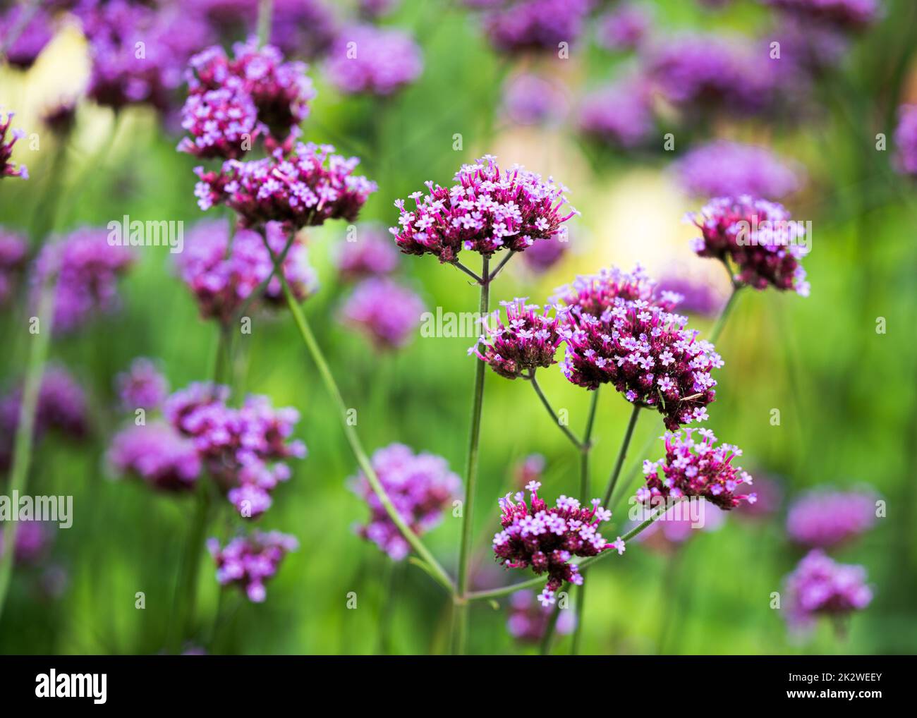 A bush of flowering Purpletop vervain in teh garden Stock Photo - Alamy