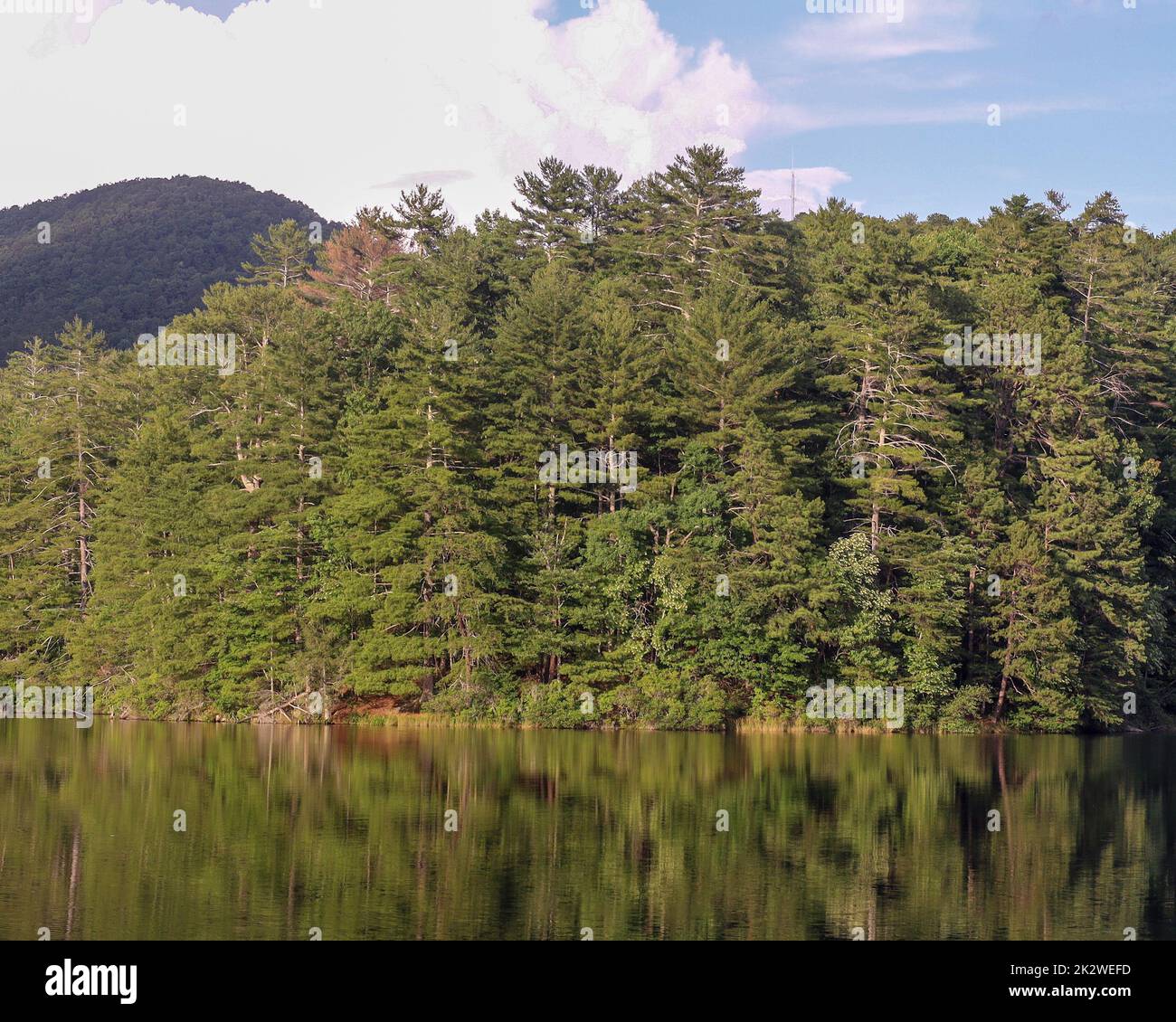 A beautiful lakeside with conifers and their reflection in the water ...