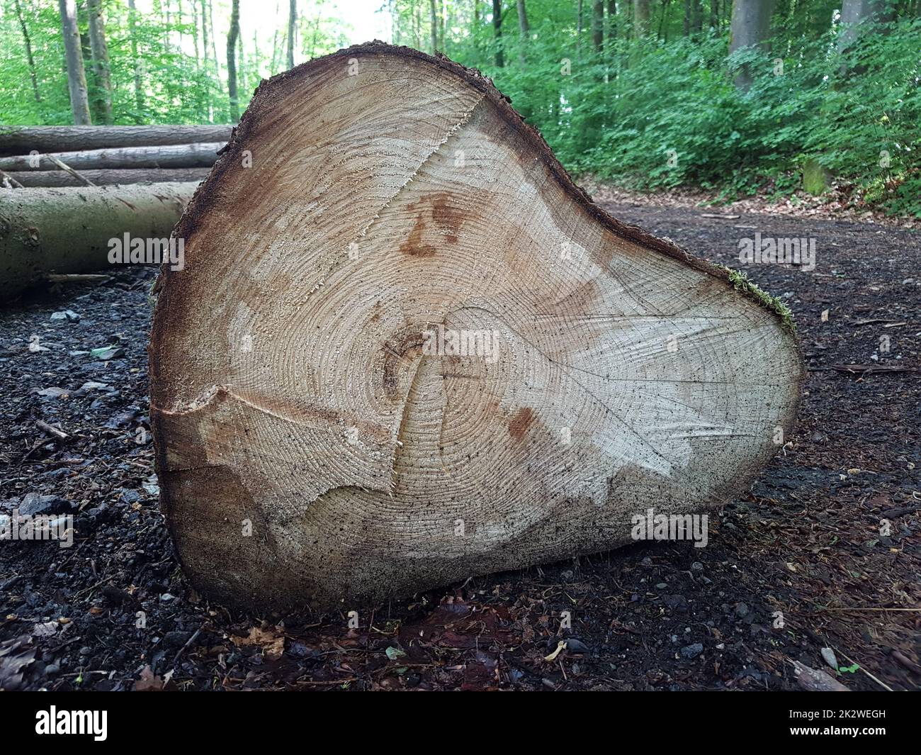 A cut tree trnuk in the forest Stock Photo - Alamy