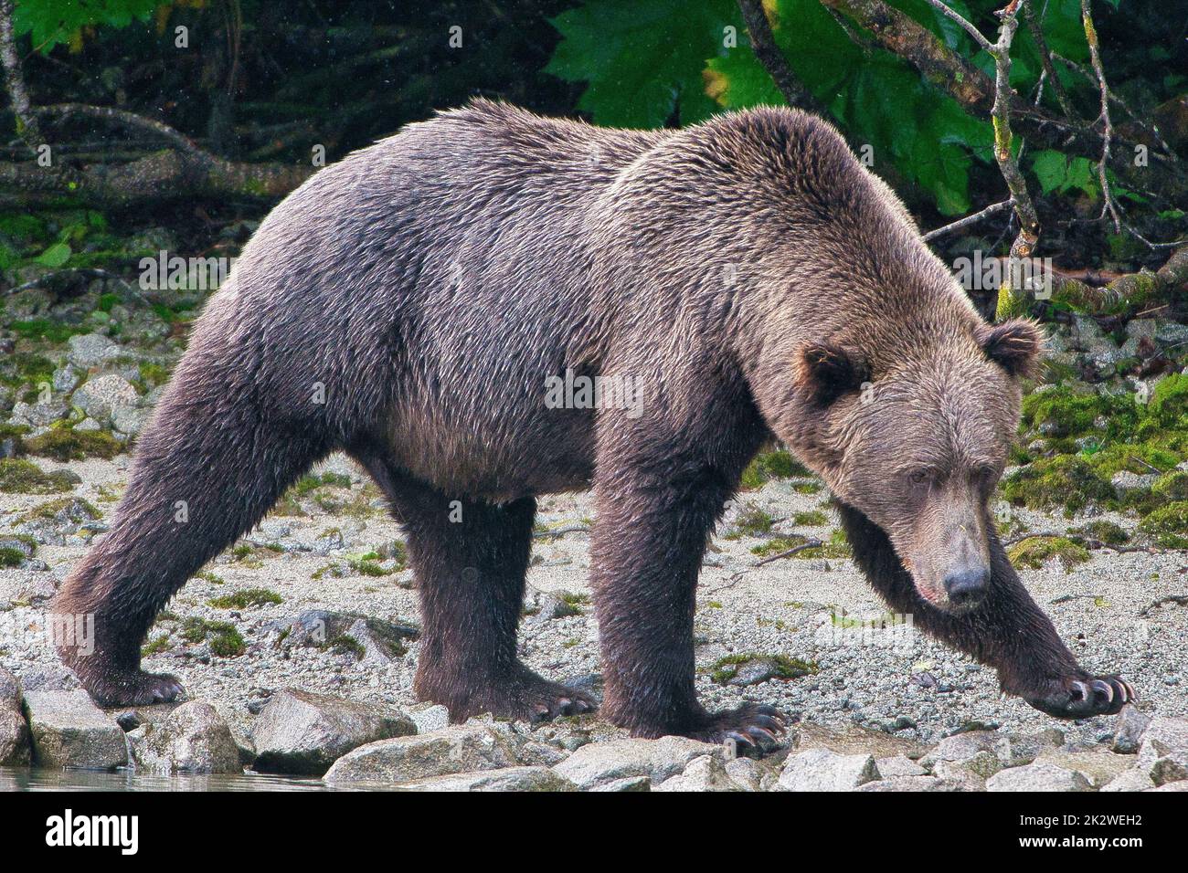 A closeup of the Alaskan Brown Bear (Ursus horribilis) in Lake Clark ...