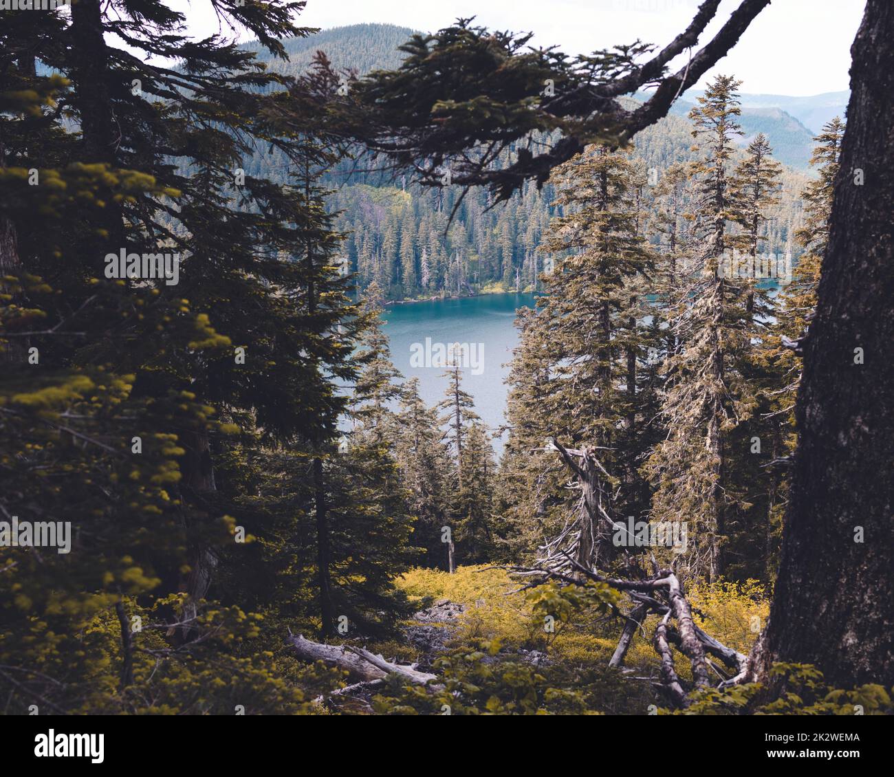 The fir trees grown in a forest surrounding a scenic lake Stock Photo ...