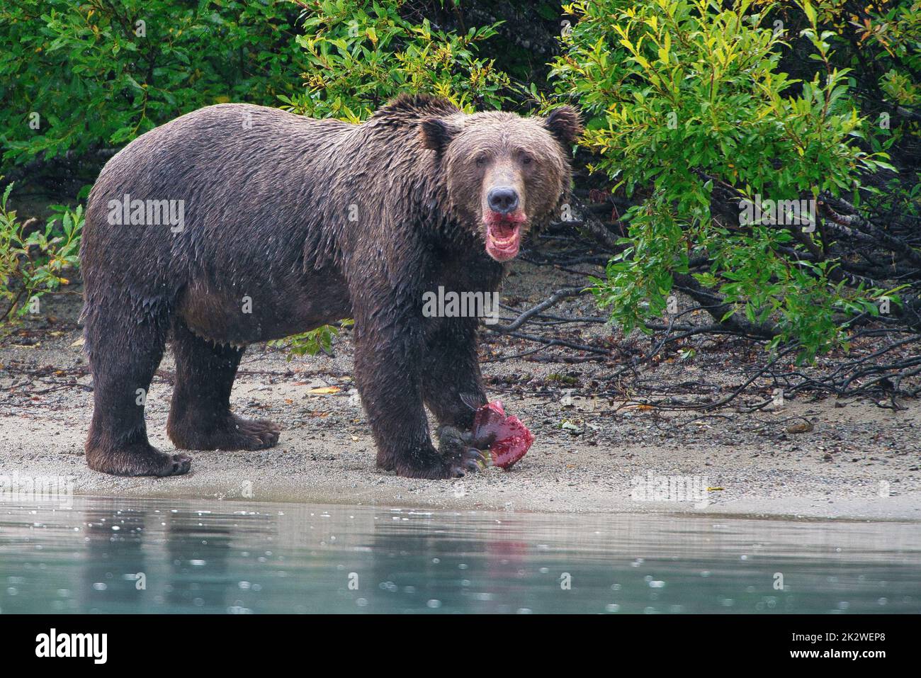 A closeup of an Alaskan Brown Bear (Ursus horribilis) in Lake Clark ...