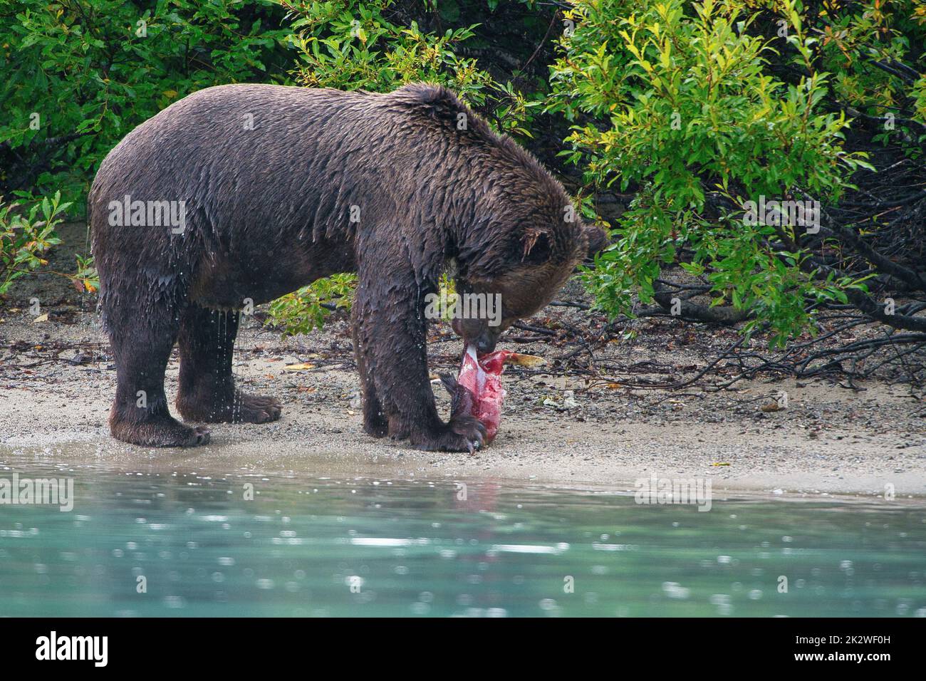 A closeup of an Alaskan Brown Bear (Ursus horribilis) in Lake Clark ...