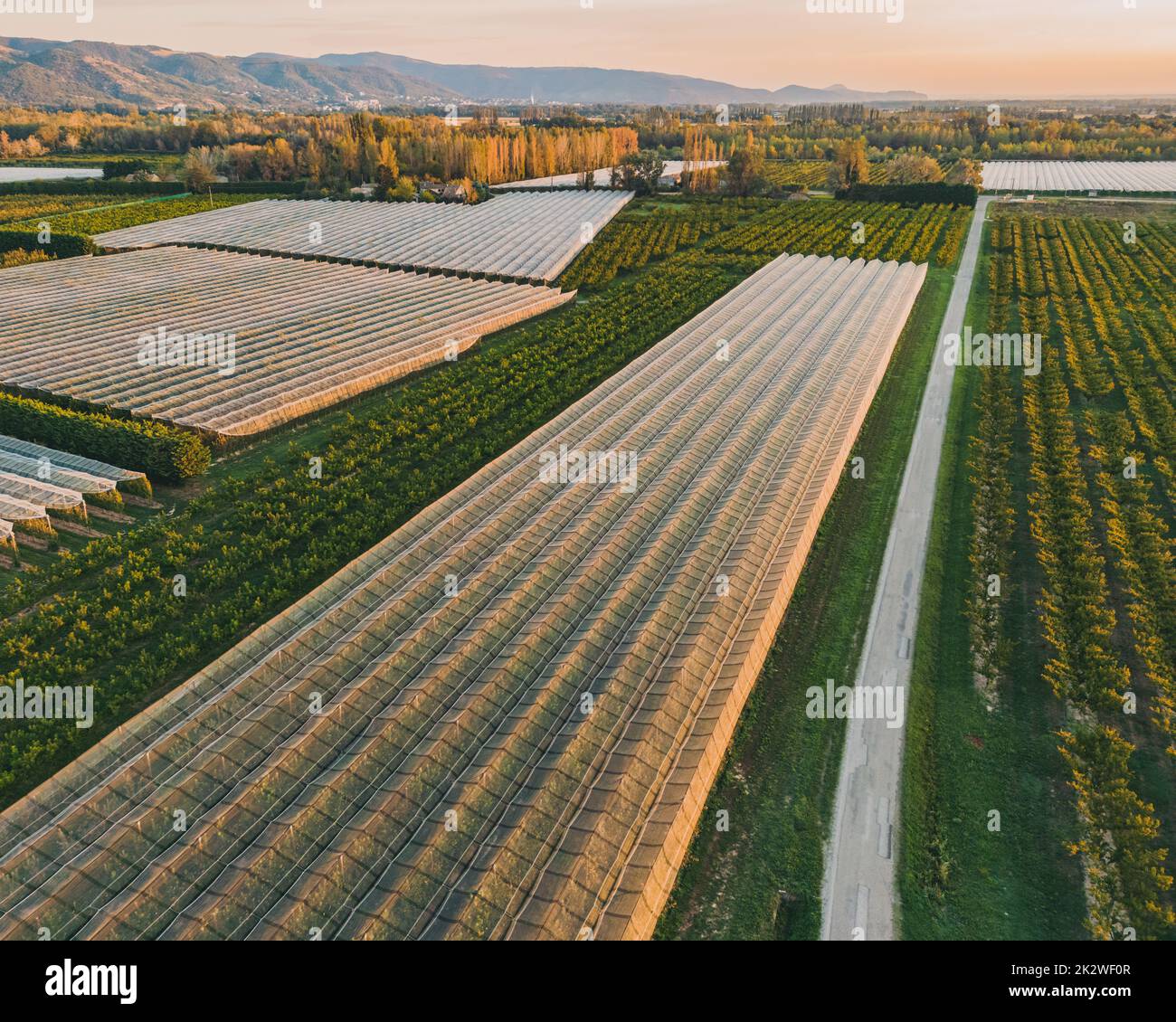 Sunflower field low angle hi-res stock photography and images - Alamy
