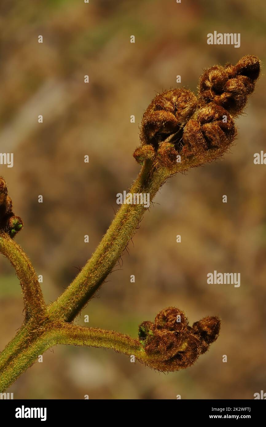 Isolated unfurling Austral Bracken Fern (Pteridium esculentum) frond ...