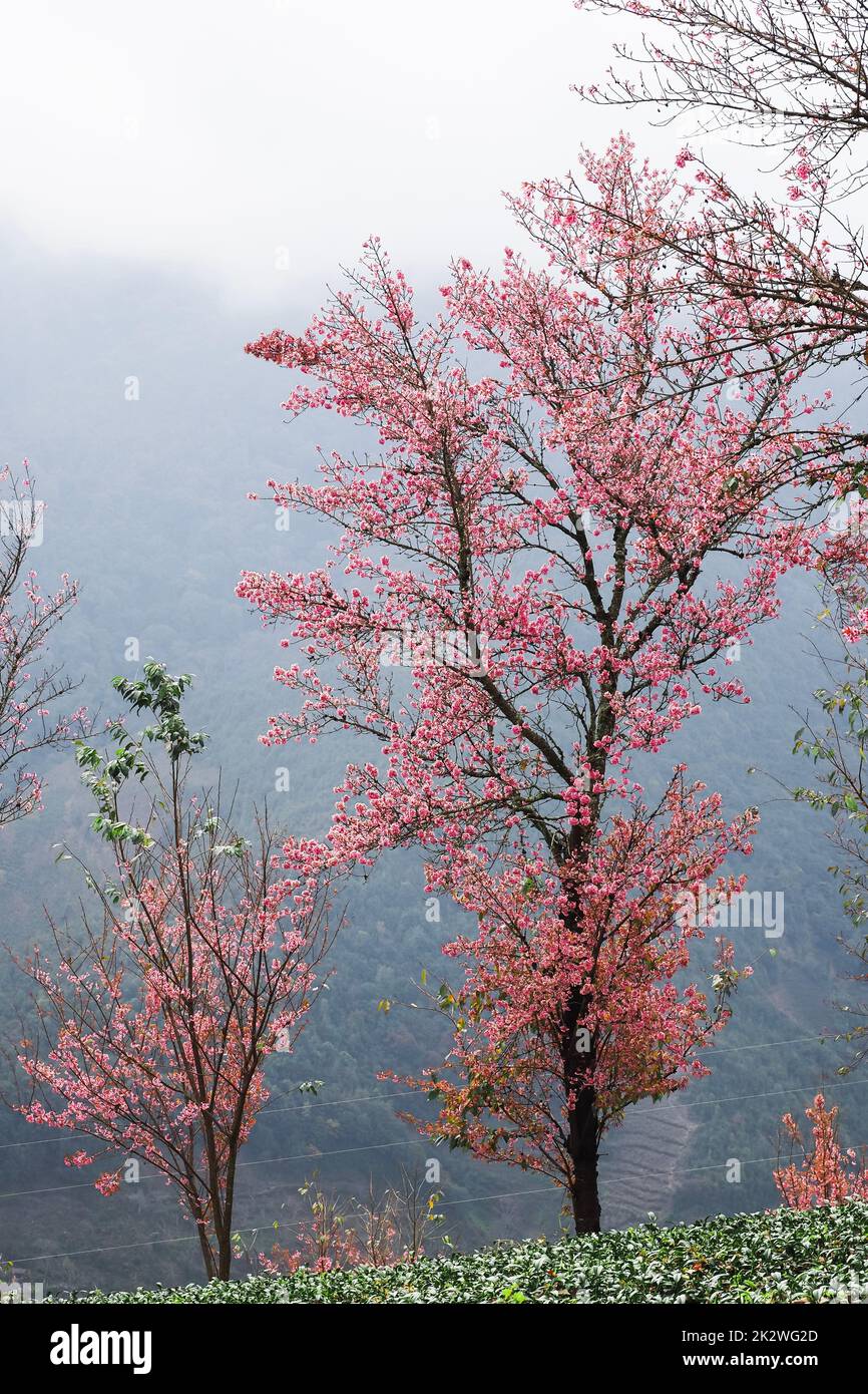 A vertical shot of Cherry Blossom trees in Dali, Yunnan, China Stock ...