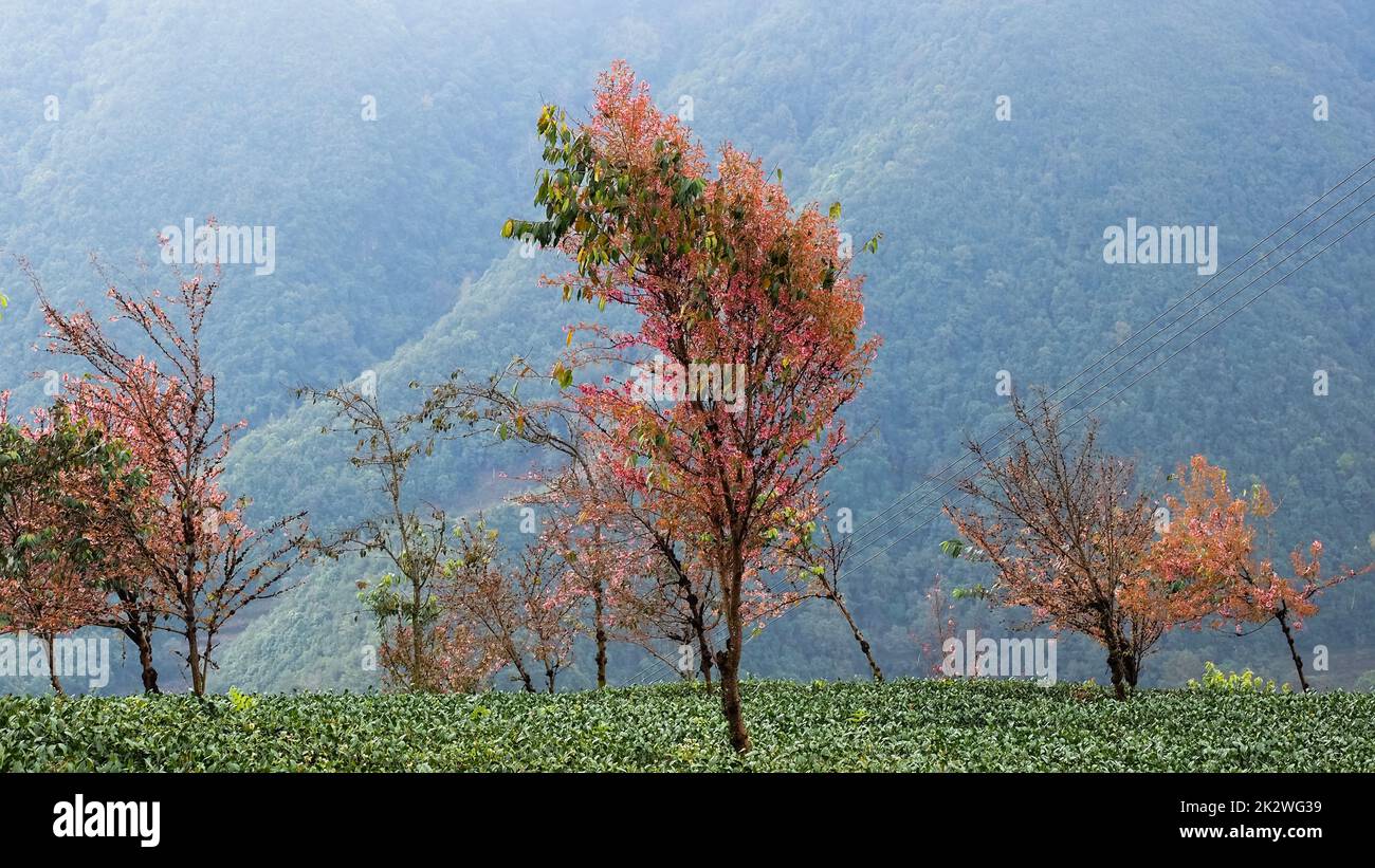 A scenic shot of Cherry Blossom trees in Dali, Yunnan, China Stock ...