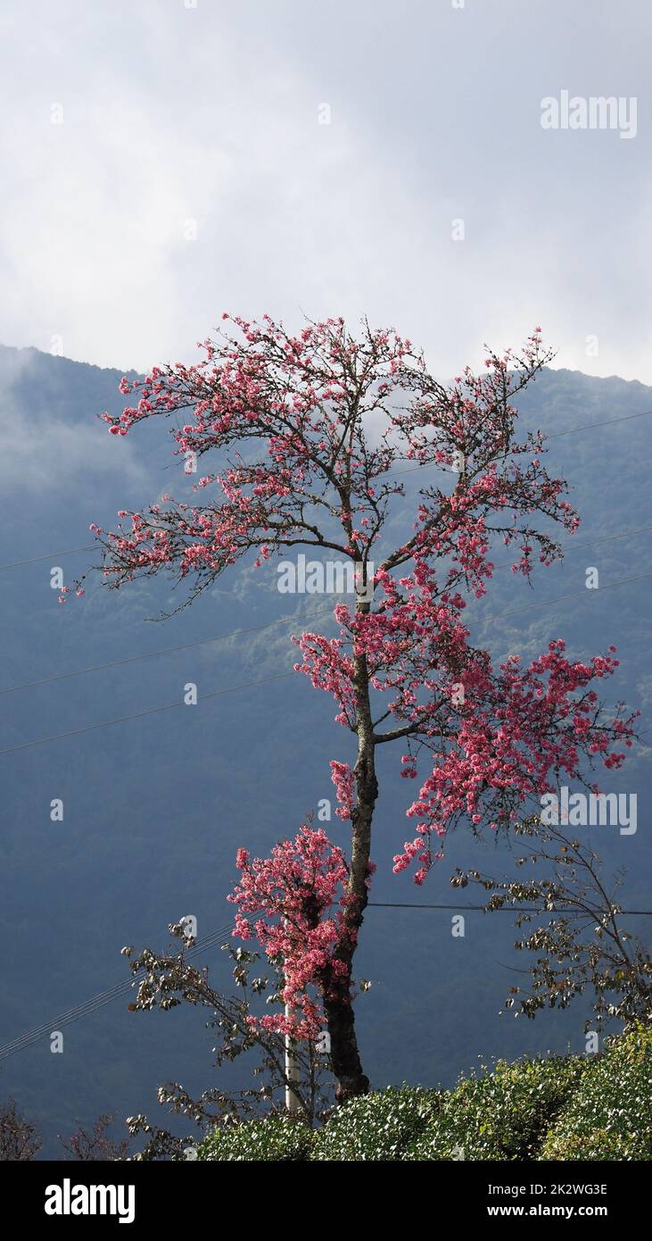 A vertical shot of Cherry Blossom trees in Dali, Yunnan, China Stock ...