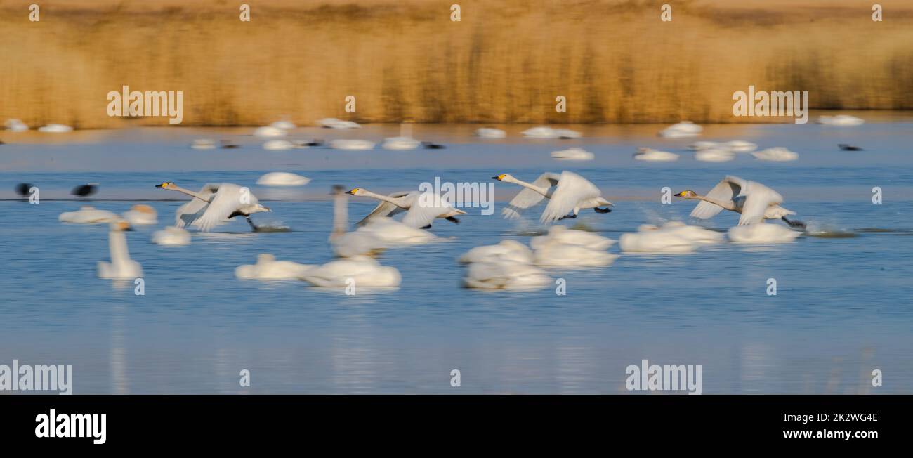 The swans flying over the lake Stock Photo - Alamy