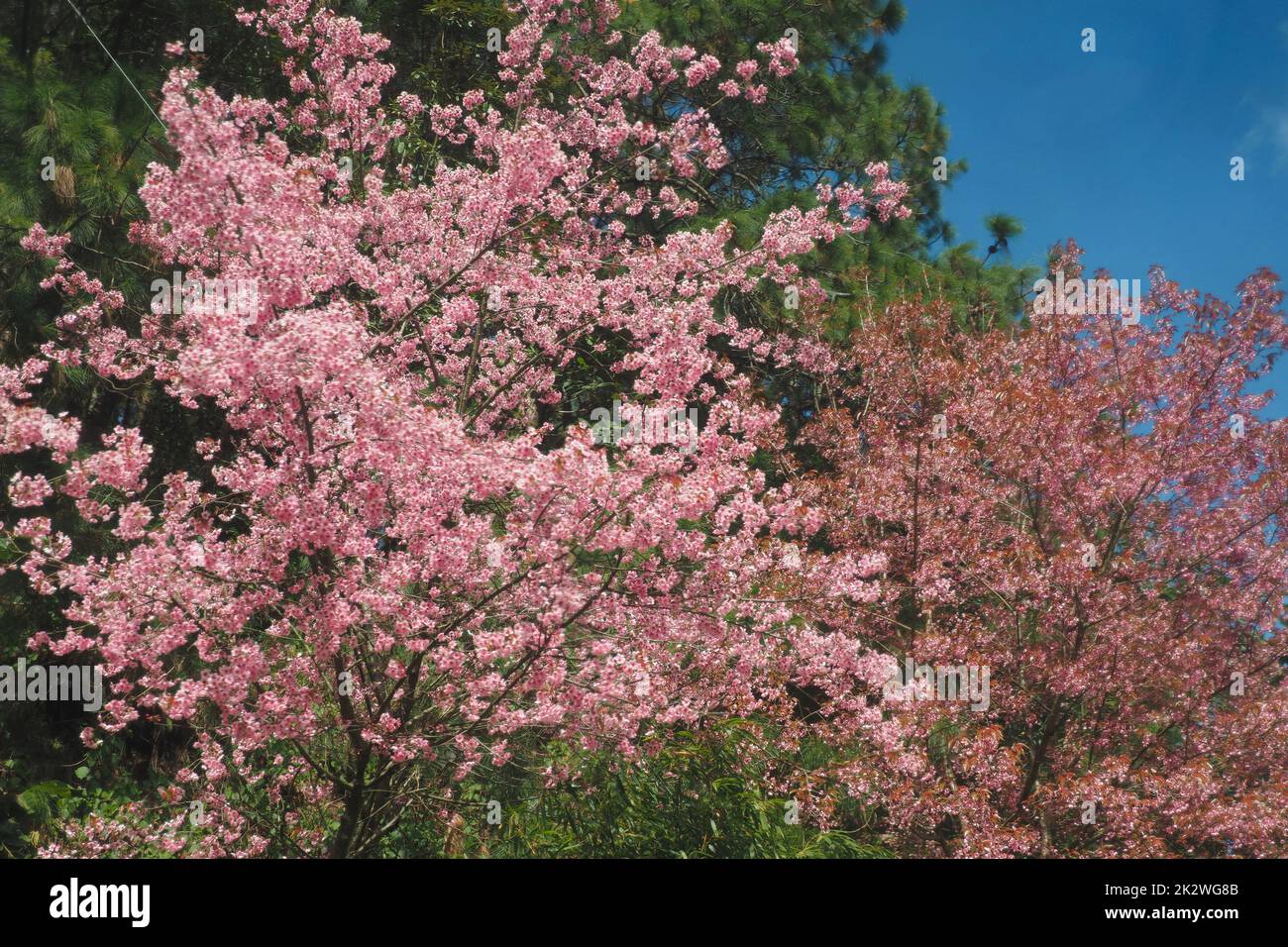 A scenic shot of Cherry Blossom trees in Dali, Yunnan, China Stock ...