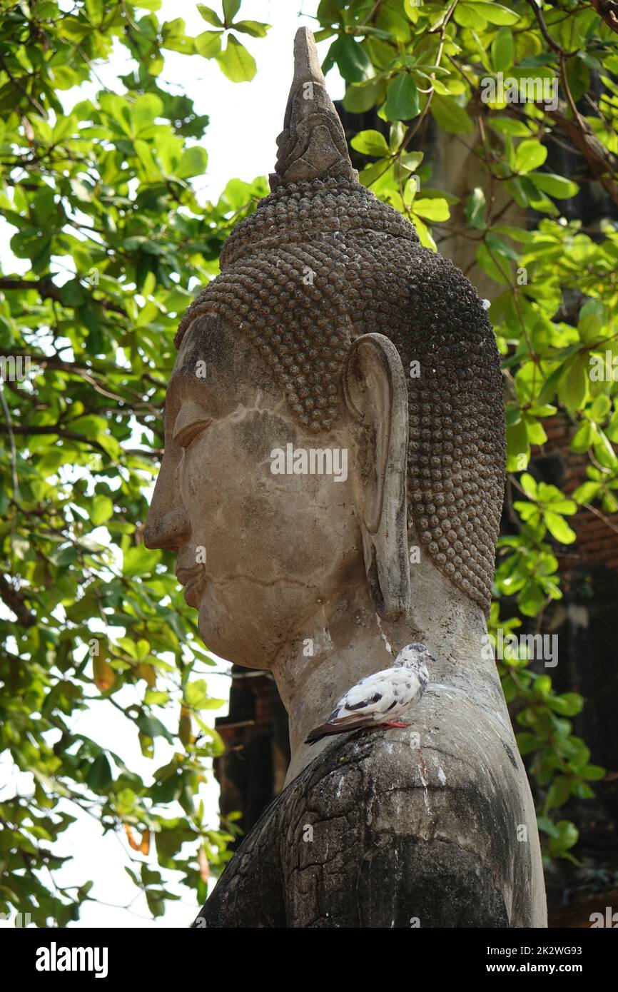 A vertical side view of Buddha's statue in Ayutthaya, Thailand Stock ...