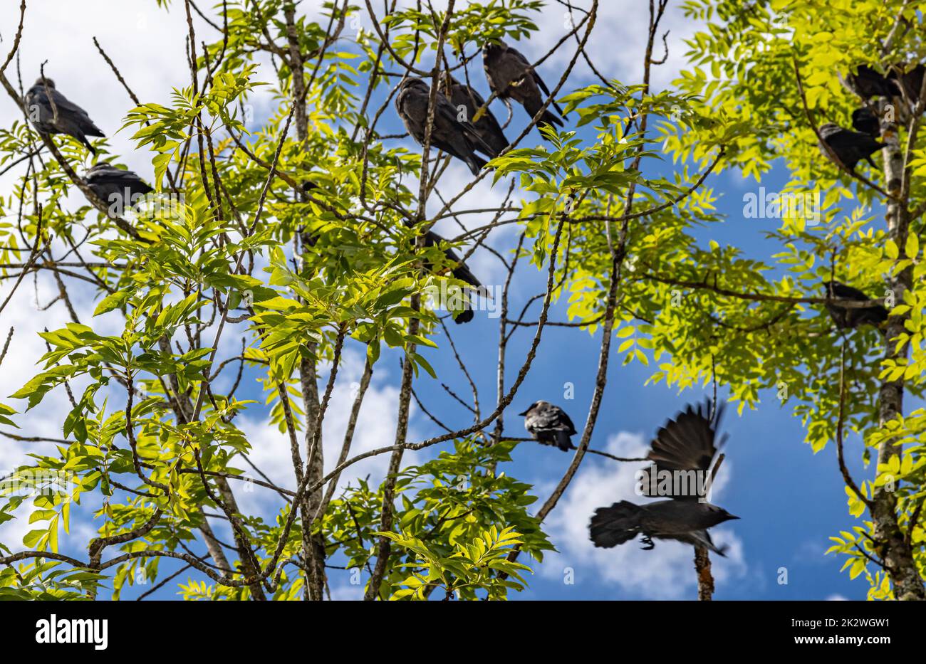 A low angle shot of a tree with birds perched on it Stock Photo - Alamy
