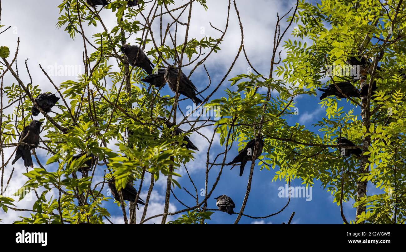 A low angle shot of a tree with birds perched on it Stock Photo - Alamy