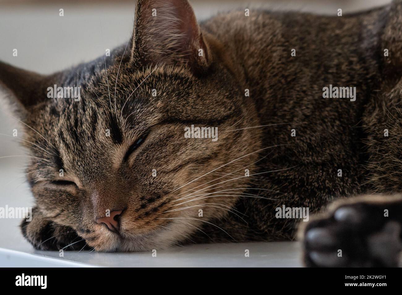 Close-up portrait of a sleeping cat Stock Photo - Alamy