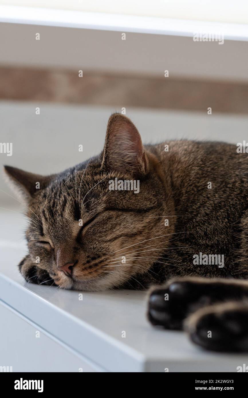 Close-up portrait of a sleeping cat. Vertical photo Stock Photo - Alamy