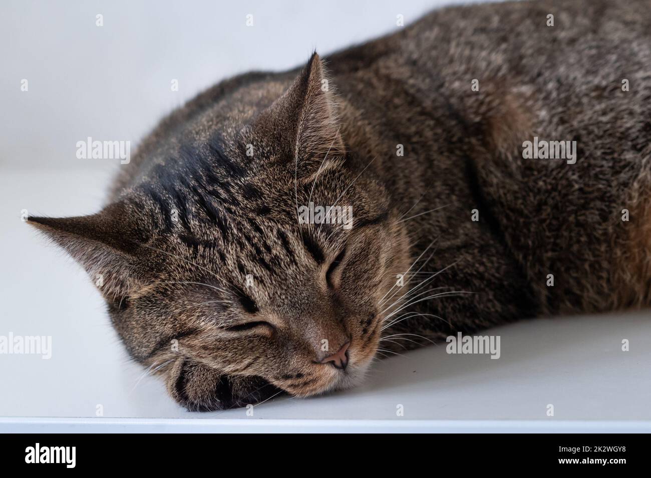 Close-up portrait of a sleeping cat on white background Stock Photo - Alamy