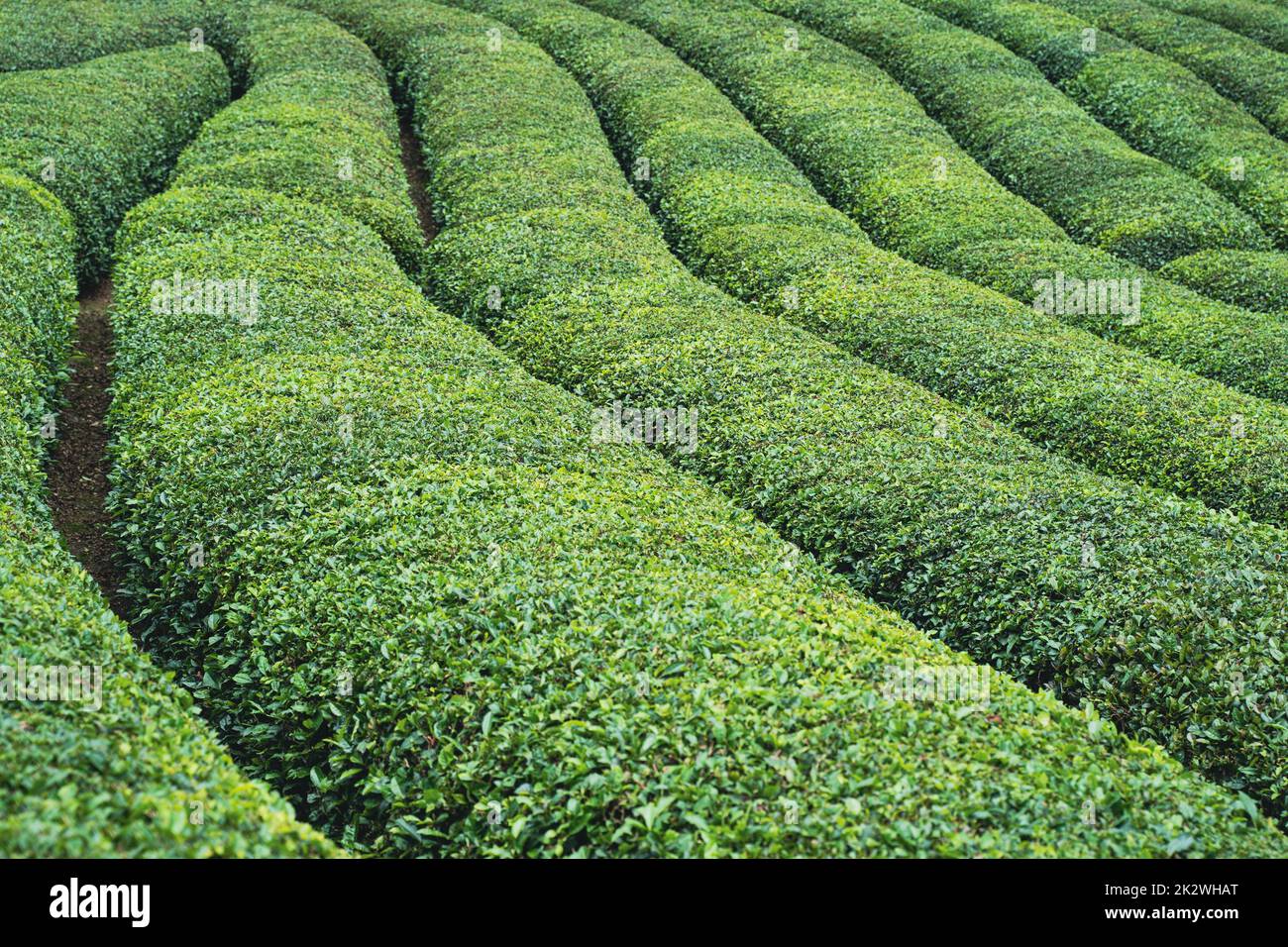 perspective view of rows of green Turkish black tea plantations ready ...