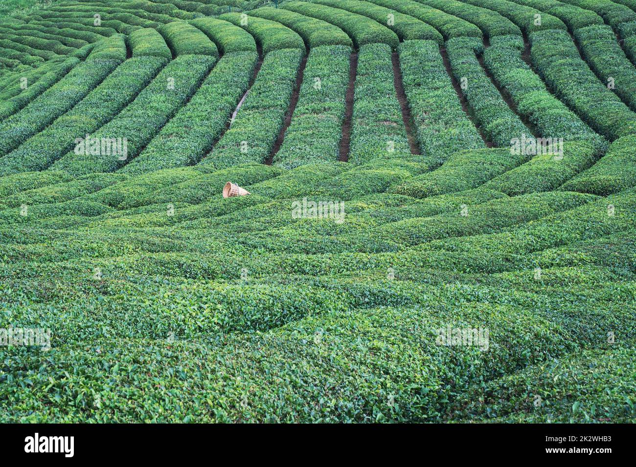perspective view of rows of Turkish black tea plantations with ...