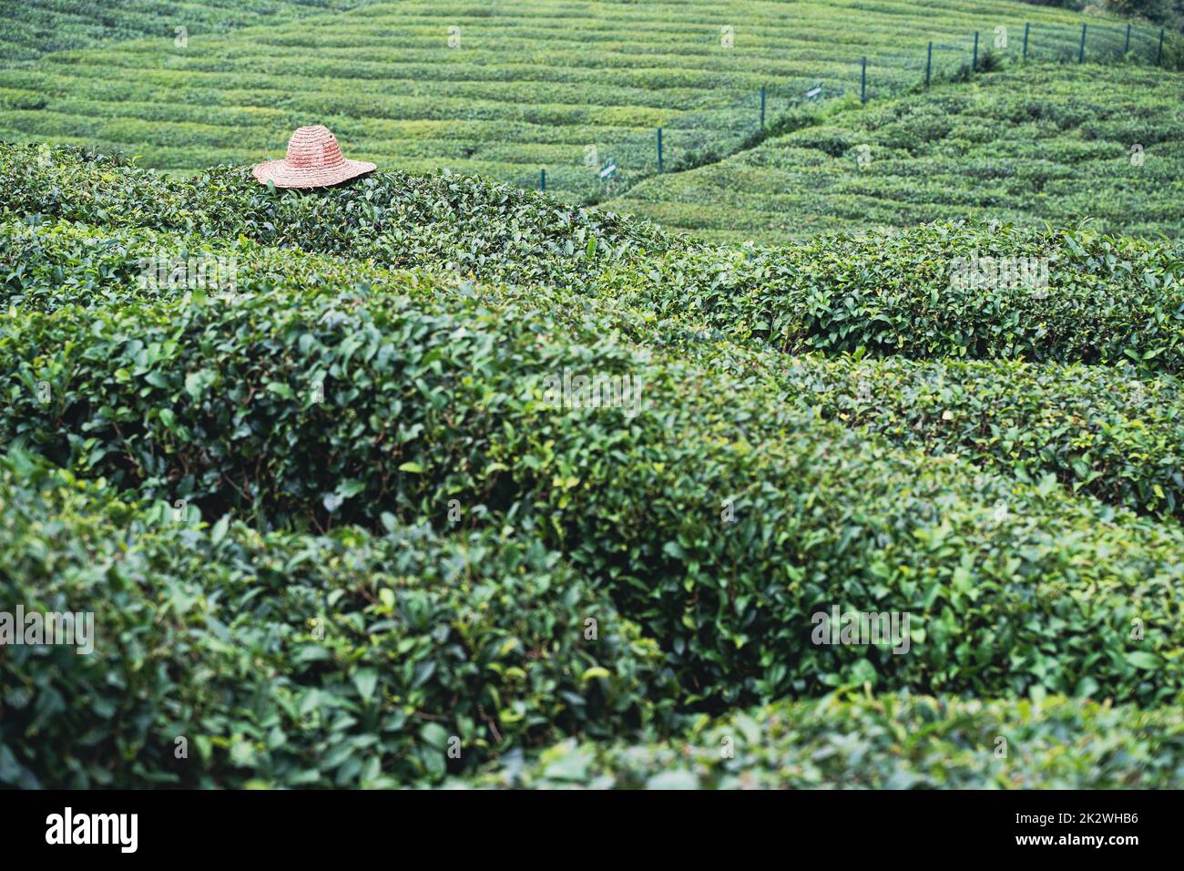 perspective view of traditional wicker hat on rows of Turkish black tea ...